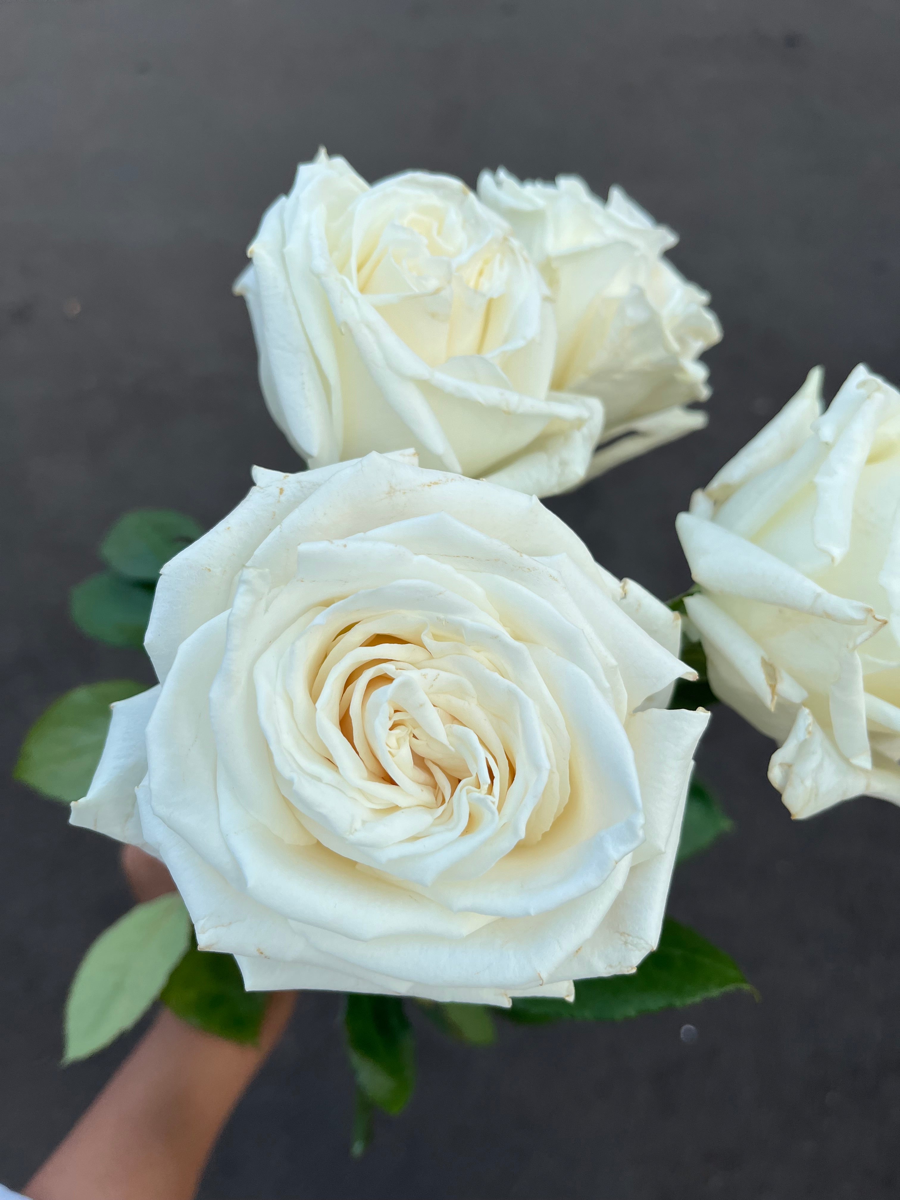 Playa Blanca Rose – Le Bliss